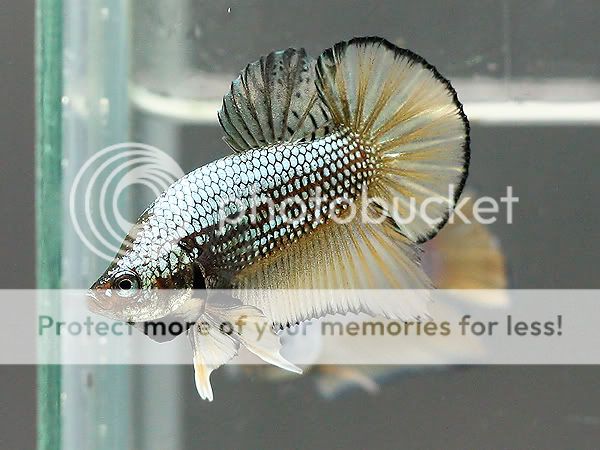 New pair I got from Aquabid Copper Mustard HMPK Pair | Betta Fish Forum